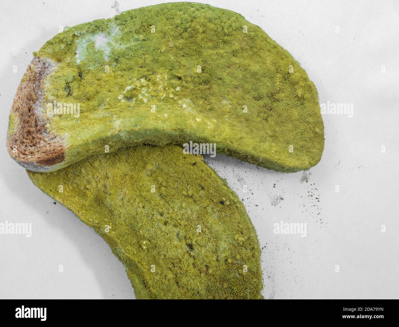 A piece of bread covered with green mold on a white background isolate ...