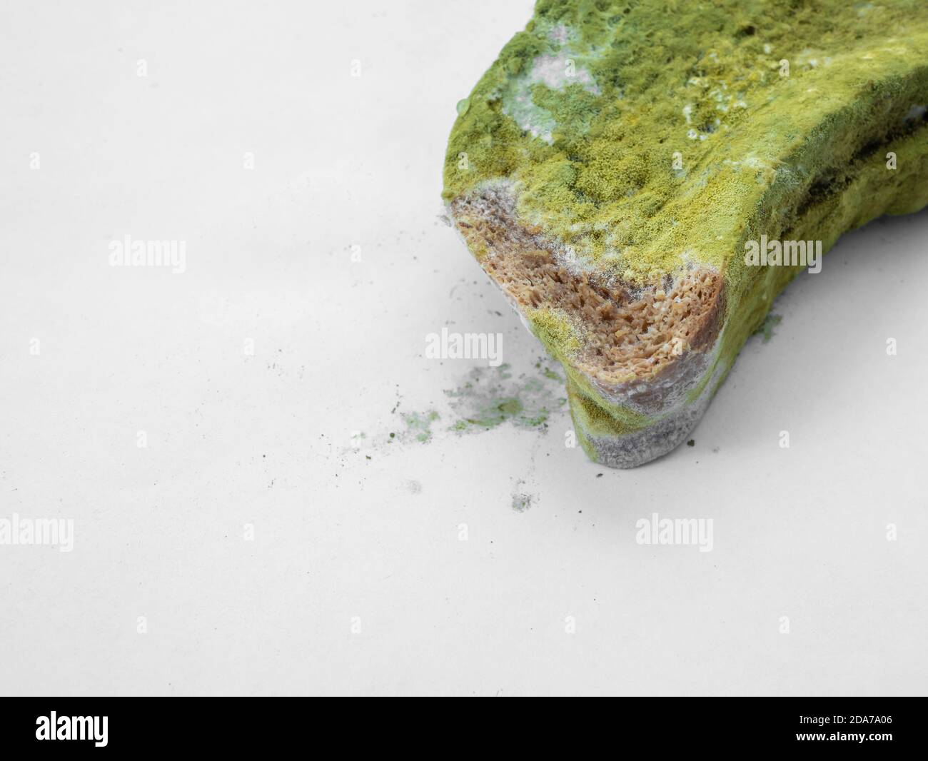 A piece of bread covered with green mold on a white background isolate ...