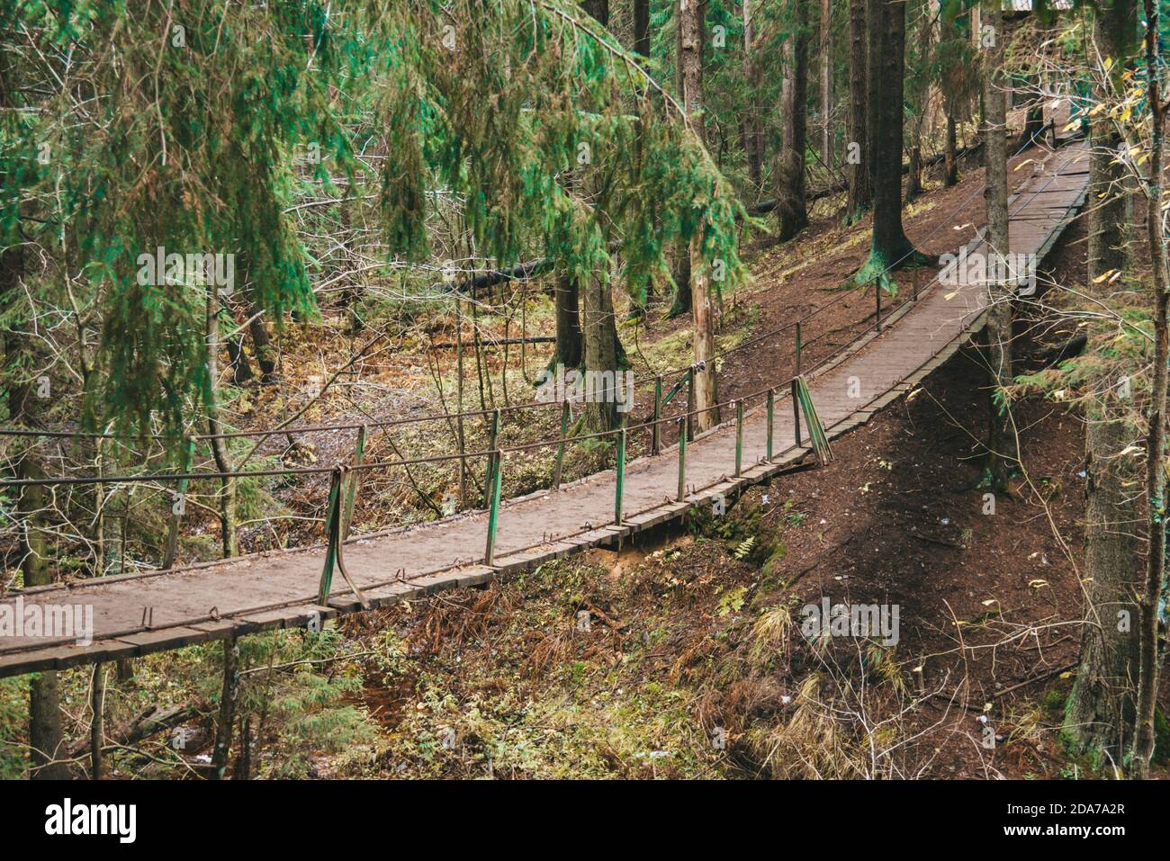 Forest rope bridge hike hi-res stock photography and images - Alamy