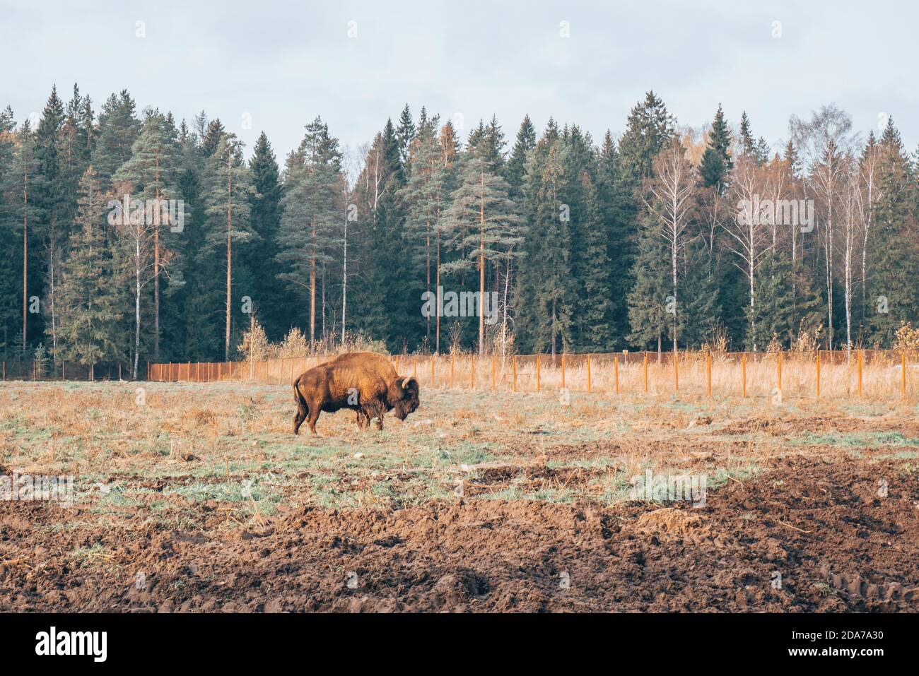 Bison in full growth in its habitat Stock Photo - Alamy