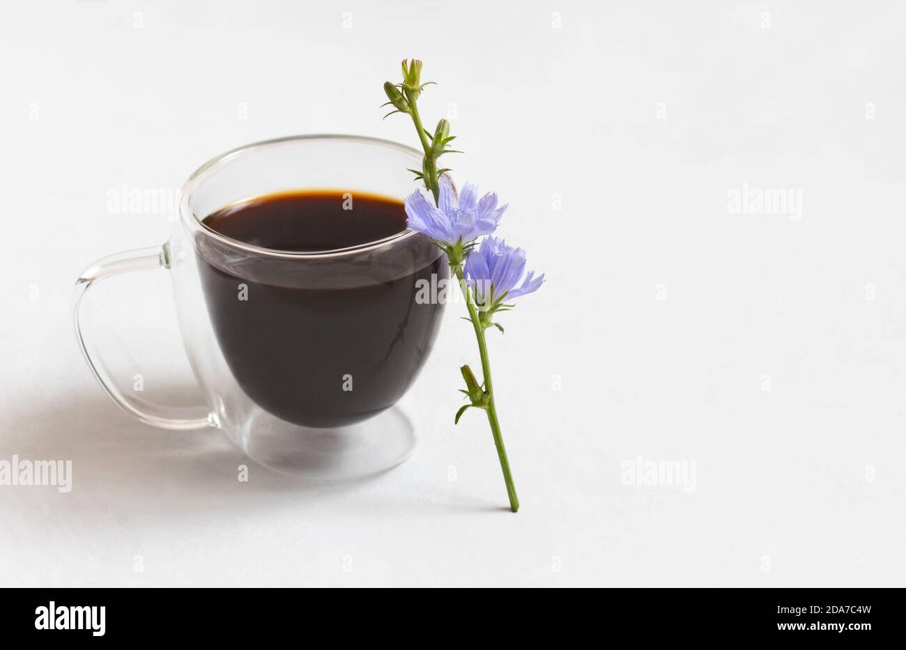 Chicory drink in a glass cup and a blue flower on a white background ...