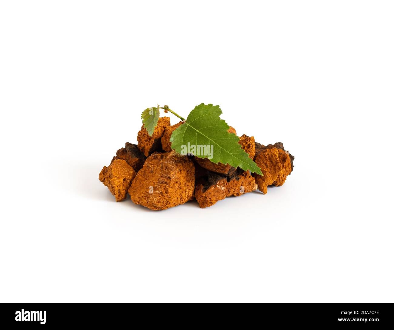 Chaga mushroom pieces isolated on a white background. Chopped chaga and ...