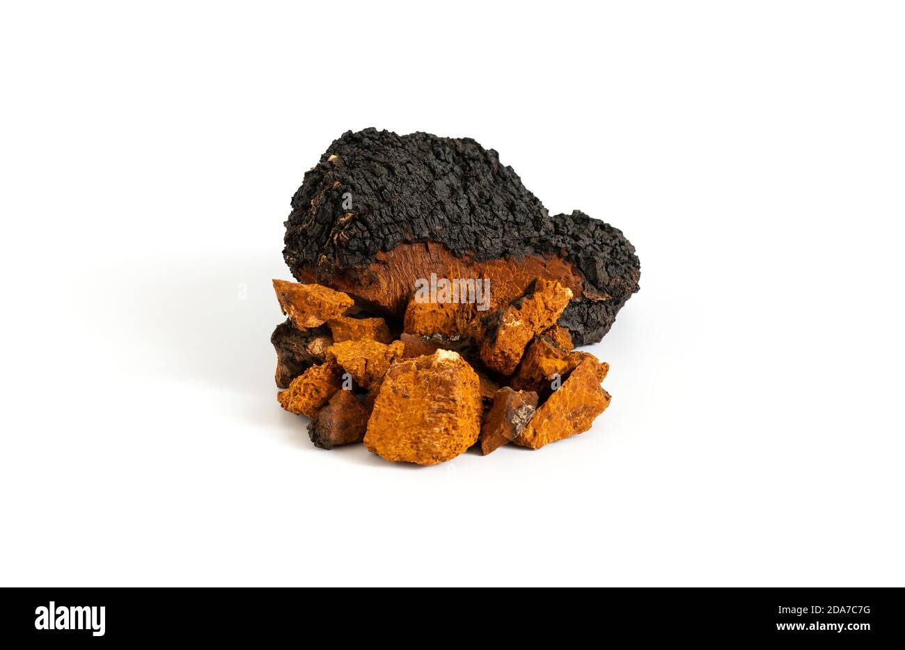 Chaga mushroom isolated on a white background. Chopped pieces of chaga ...