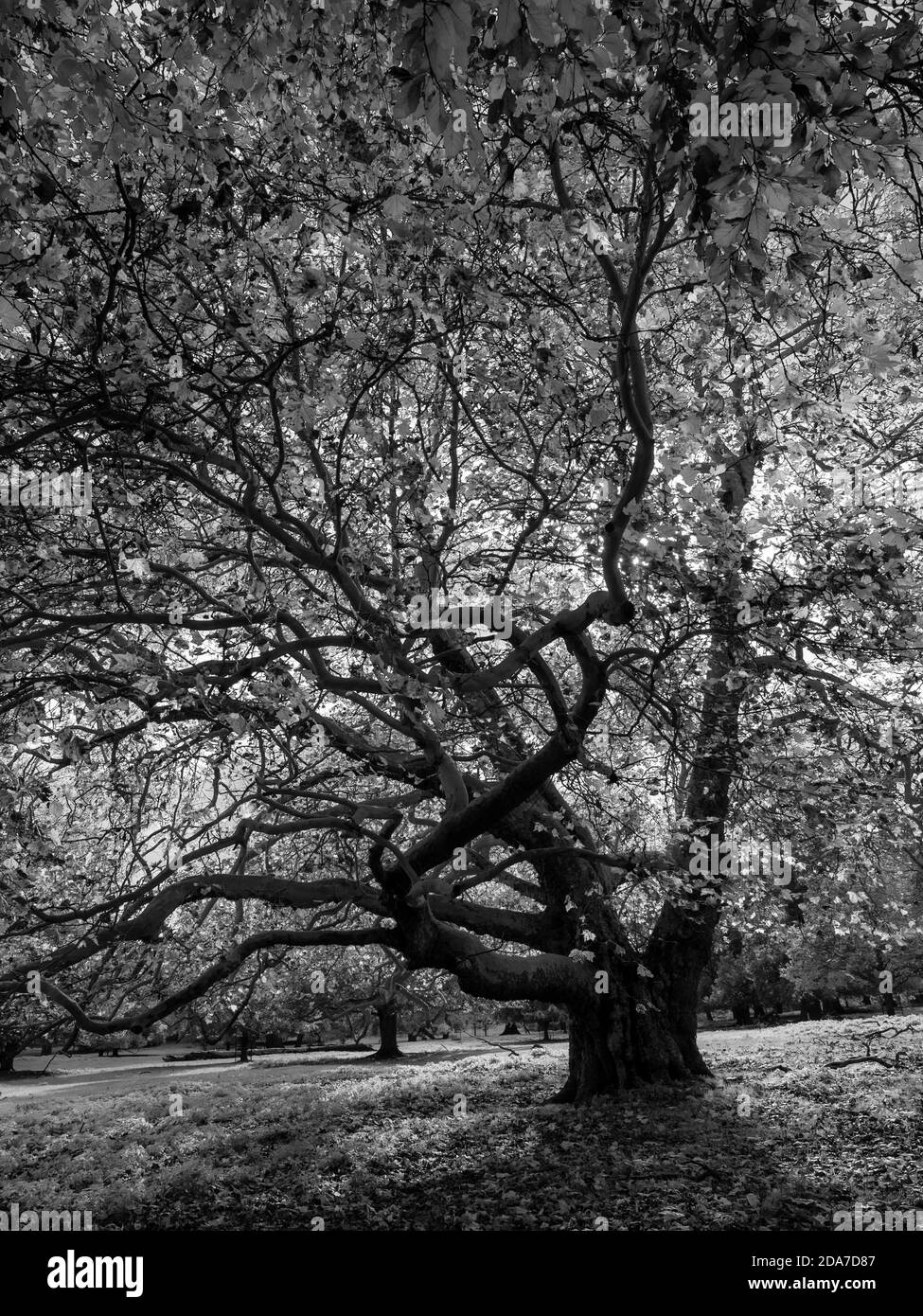 White Oak Tree High Resolution Stock Photography and Images - Alamy