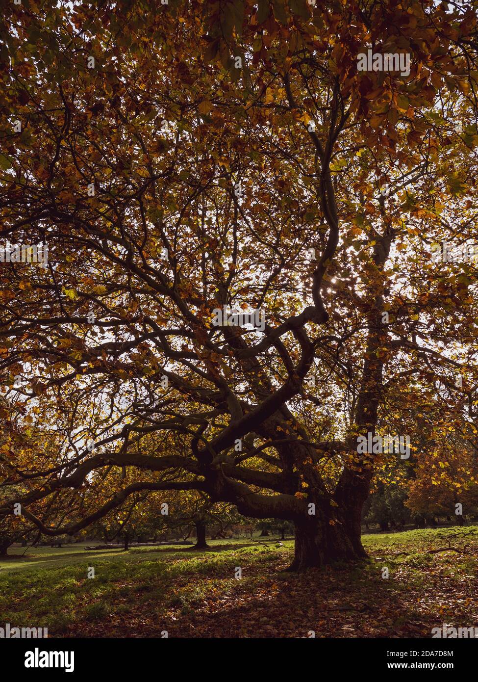 Oak tree house uk hi-res stock photography and images - Alamy