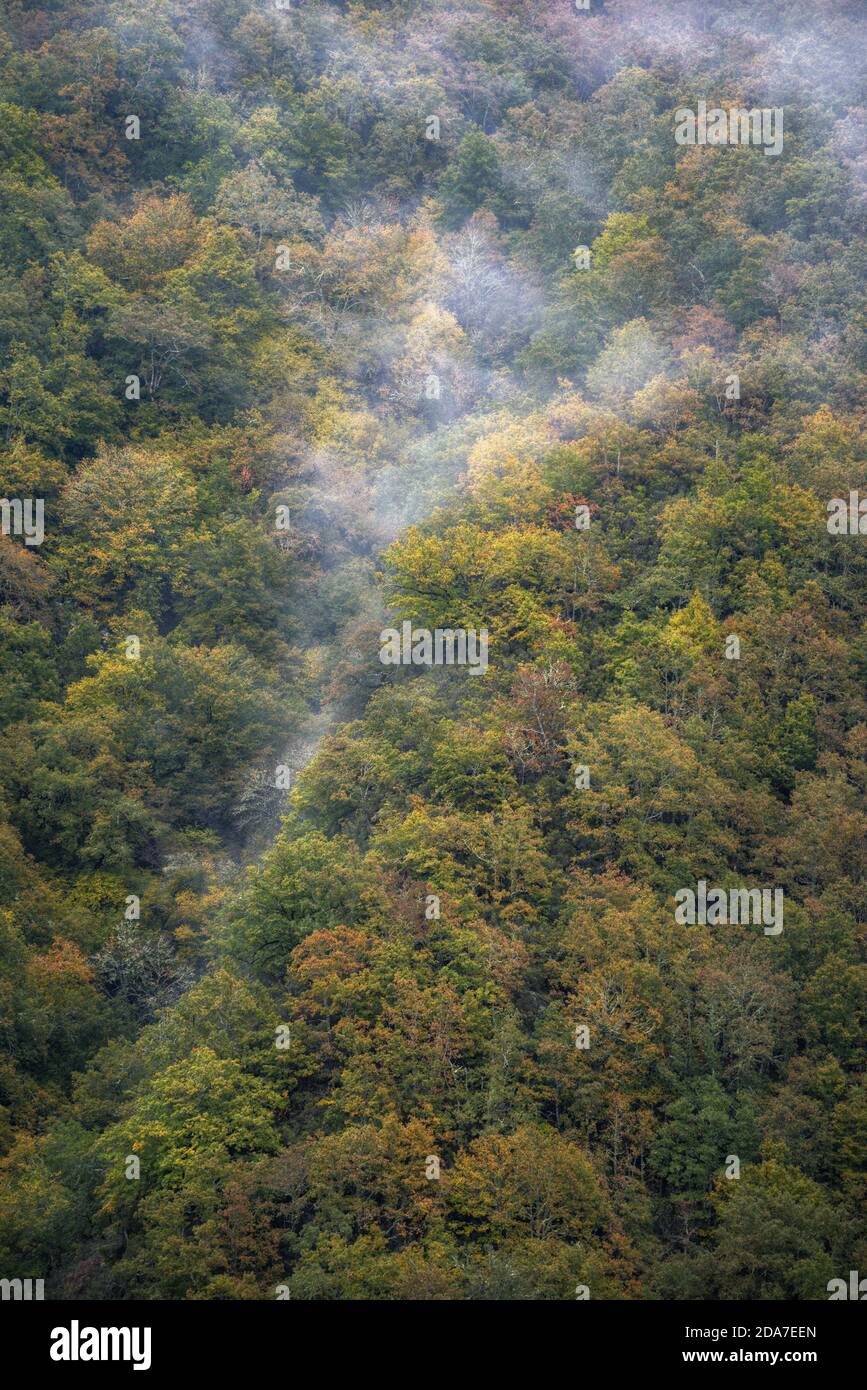 Fog marks the diagonal of a ravine hidden by dense deciduous forest in ...