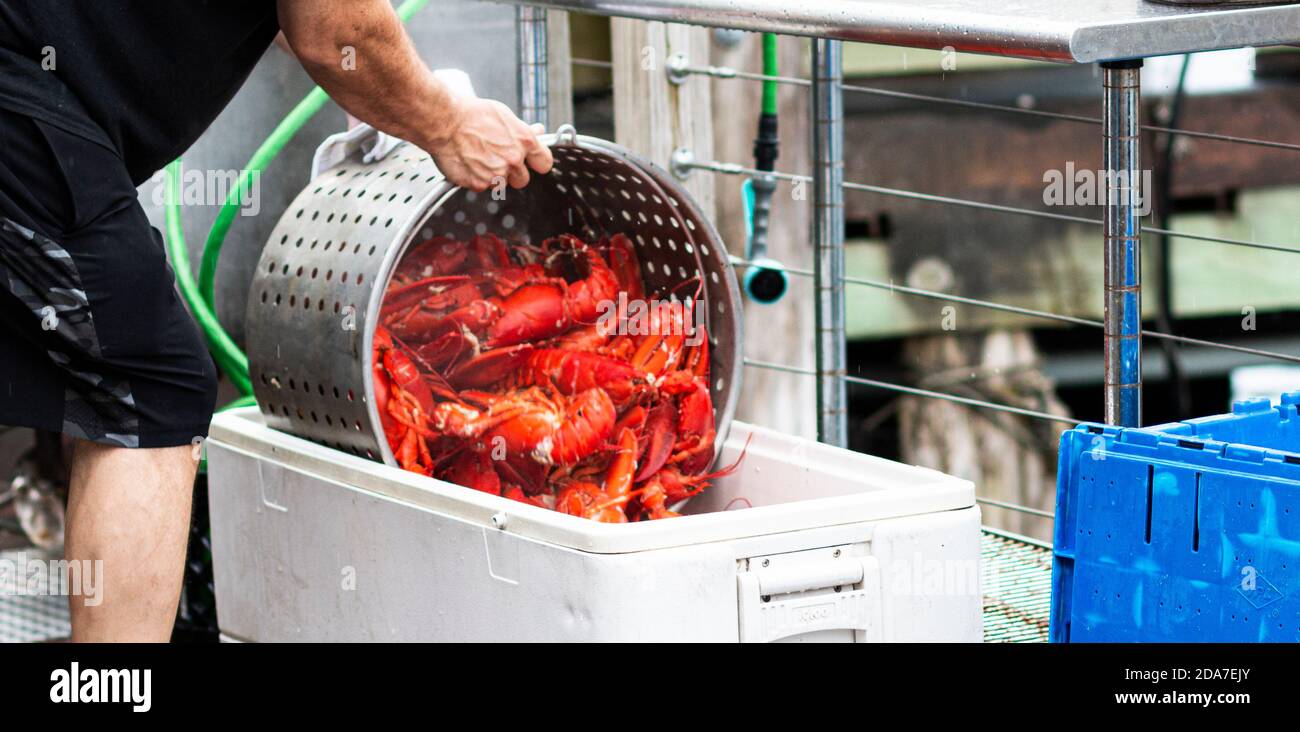 Just steamed fresh Maine lobsters are being poured into a container to ...