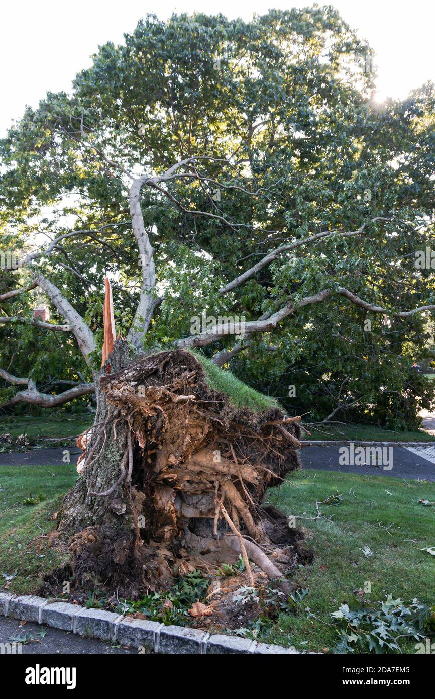 Vertical view from behind of a tree that fell across a driveway in a ...