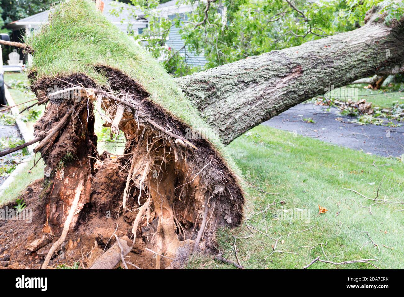 The roots at the bottom of a tree that was ripped from the ground ...