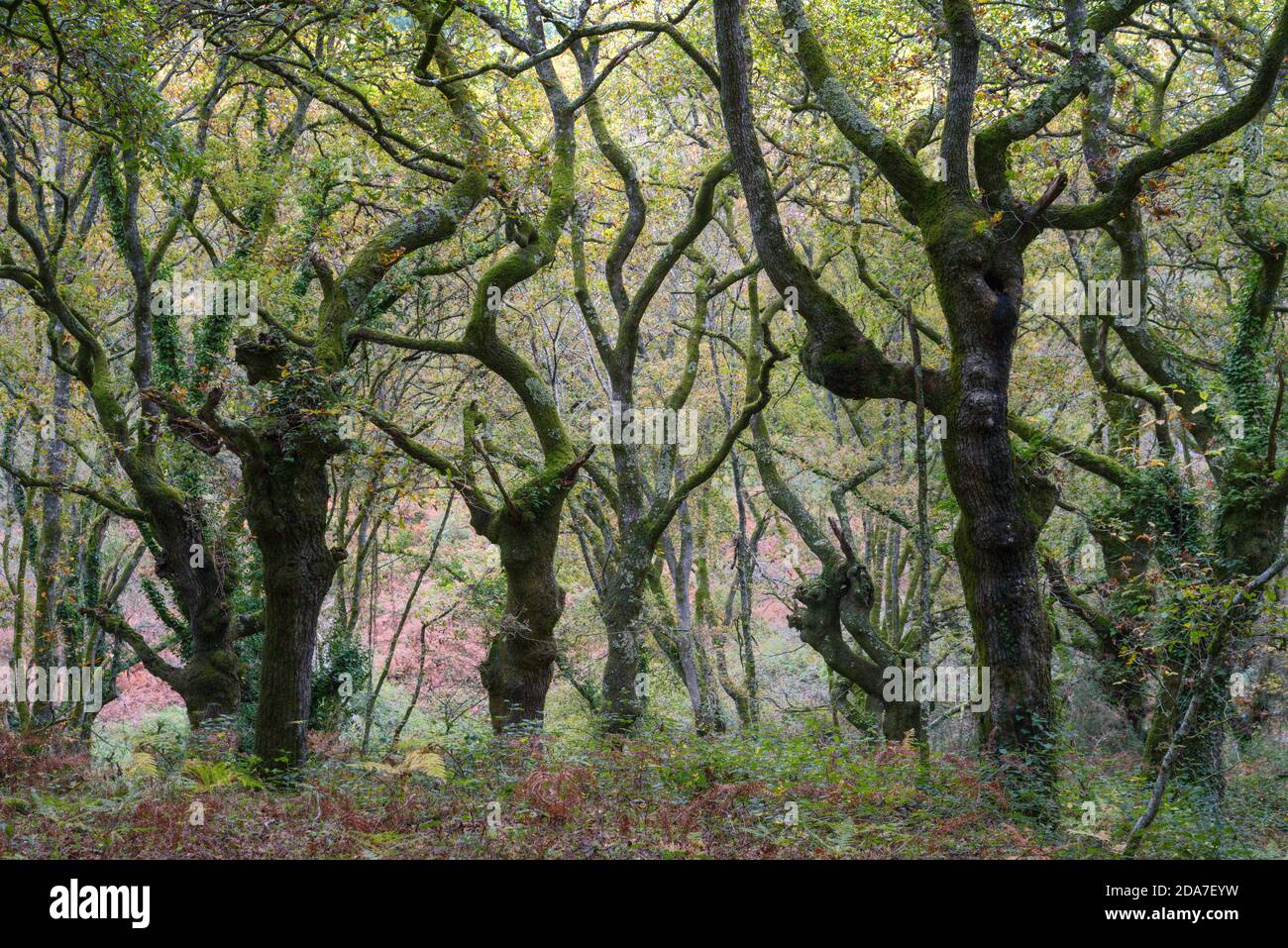 Wavy branches of old oak trees in an autumnal forest in the countryside ...