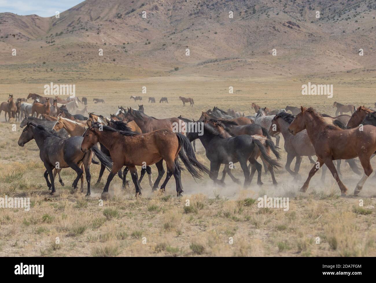 Herd of Wild Horses in the Utah Desert Stock Photo - Alamy