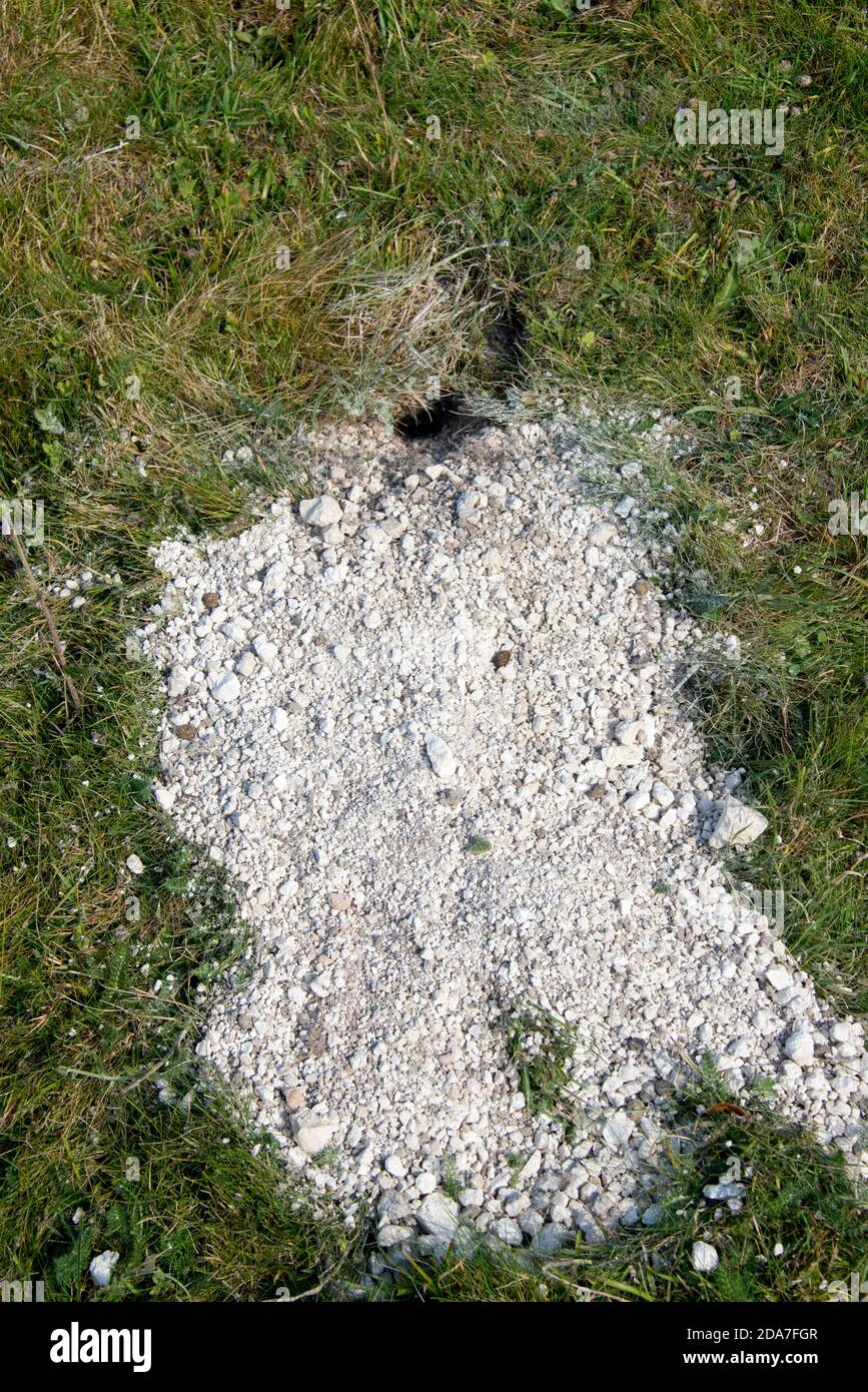 Chalk lying just below the grass surface dug up by rabbits and ...