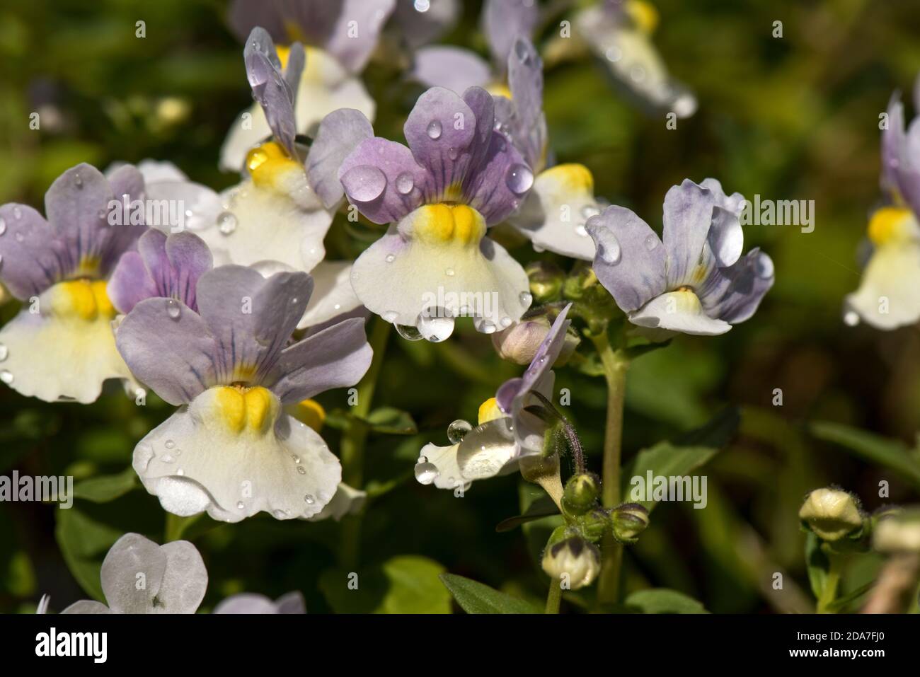 Nemesia hi-res stock photography and images - Alamy
