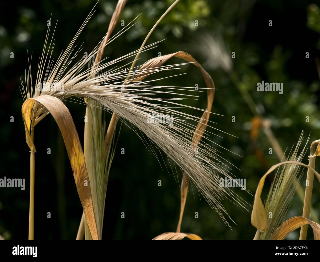 Wall or false barley (Hordeum murinum) ripe golden seed head or ear of ...