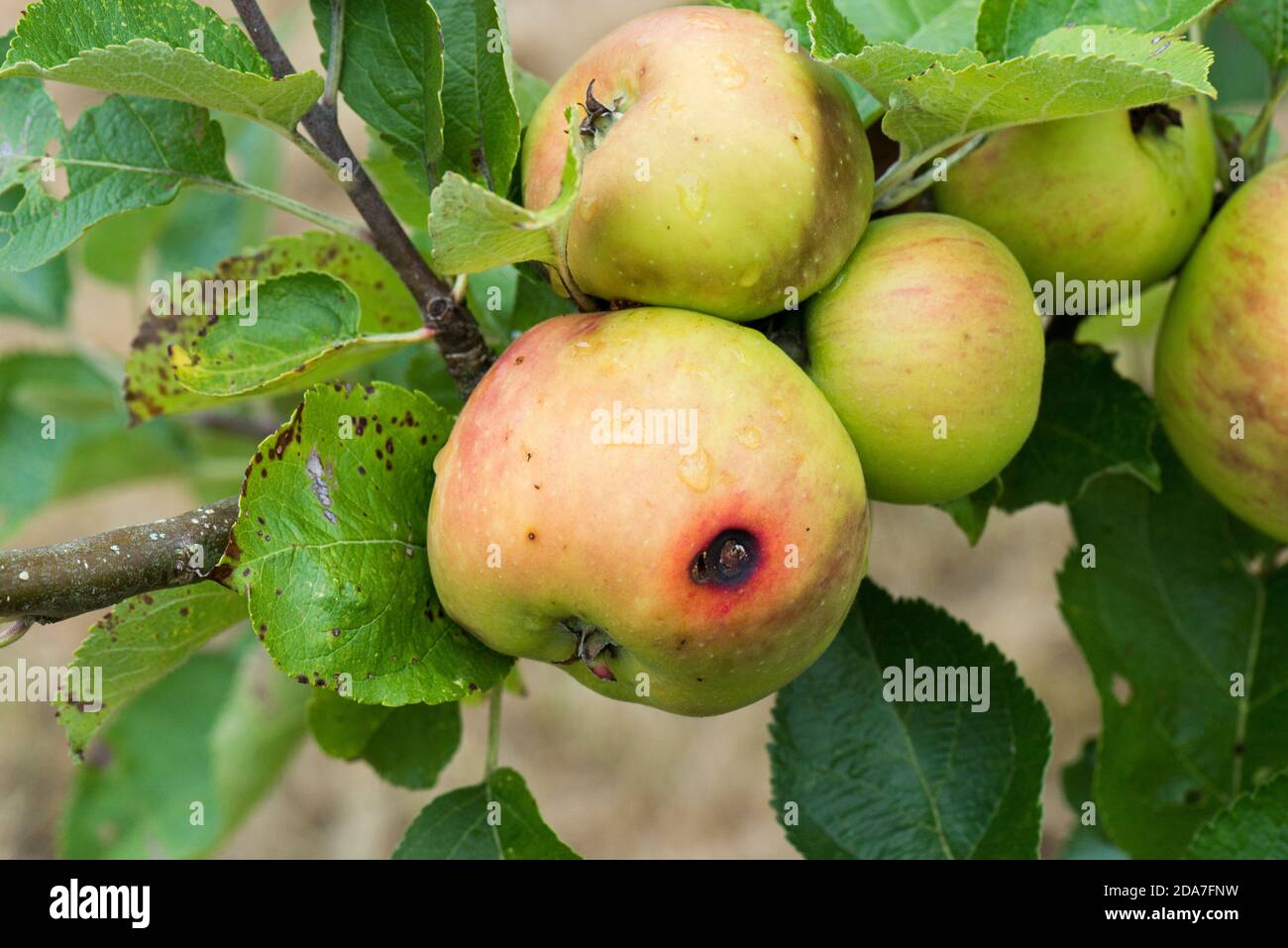 Codling moth (Cydia pomonella) exit hole on a ripe Bramley cooking ...