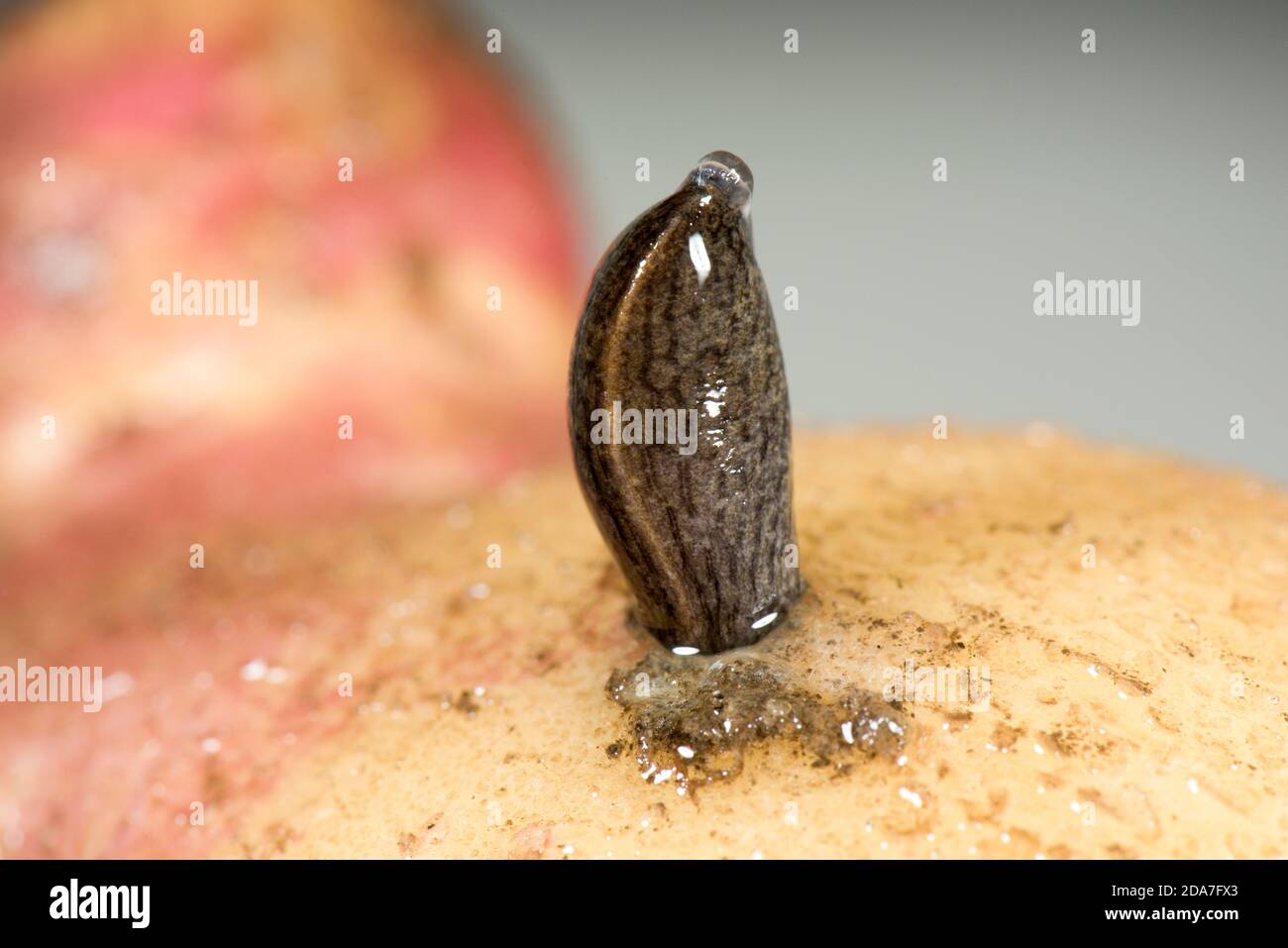 Potato species hi-res stock photography and images - Alamy