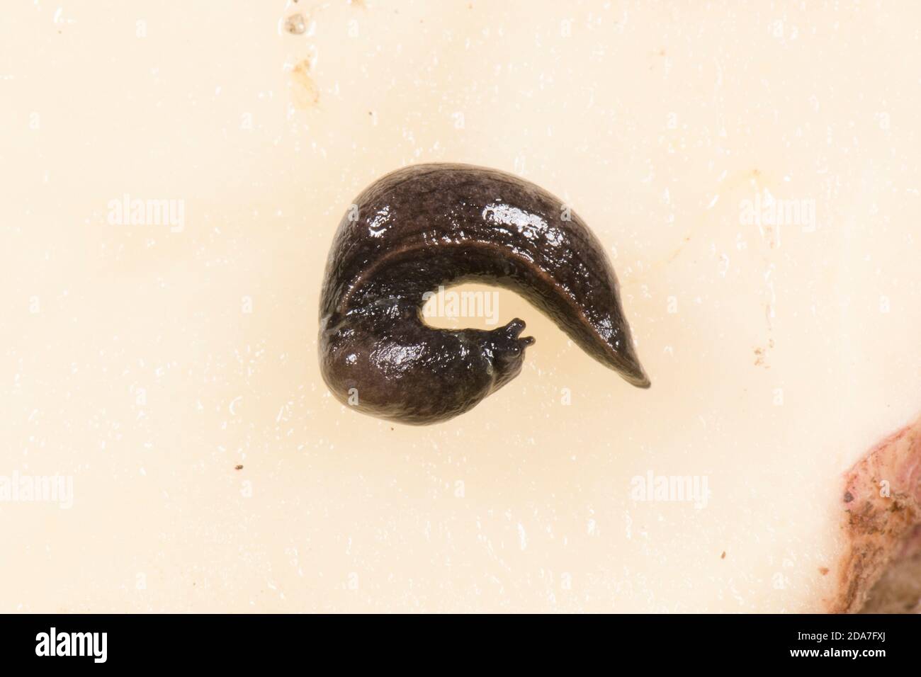 Budapest or keeled slug (Milax budapestensis) on the flesh of a potato ...