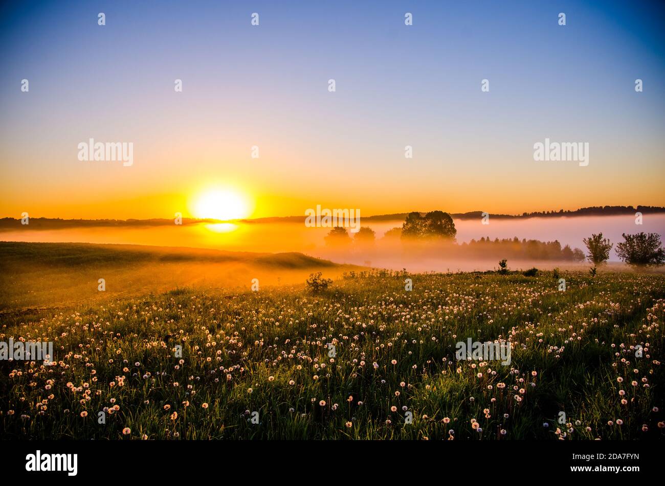 forest hiding in the fog. forest path Stock Photo - Alamy