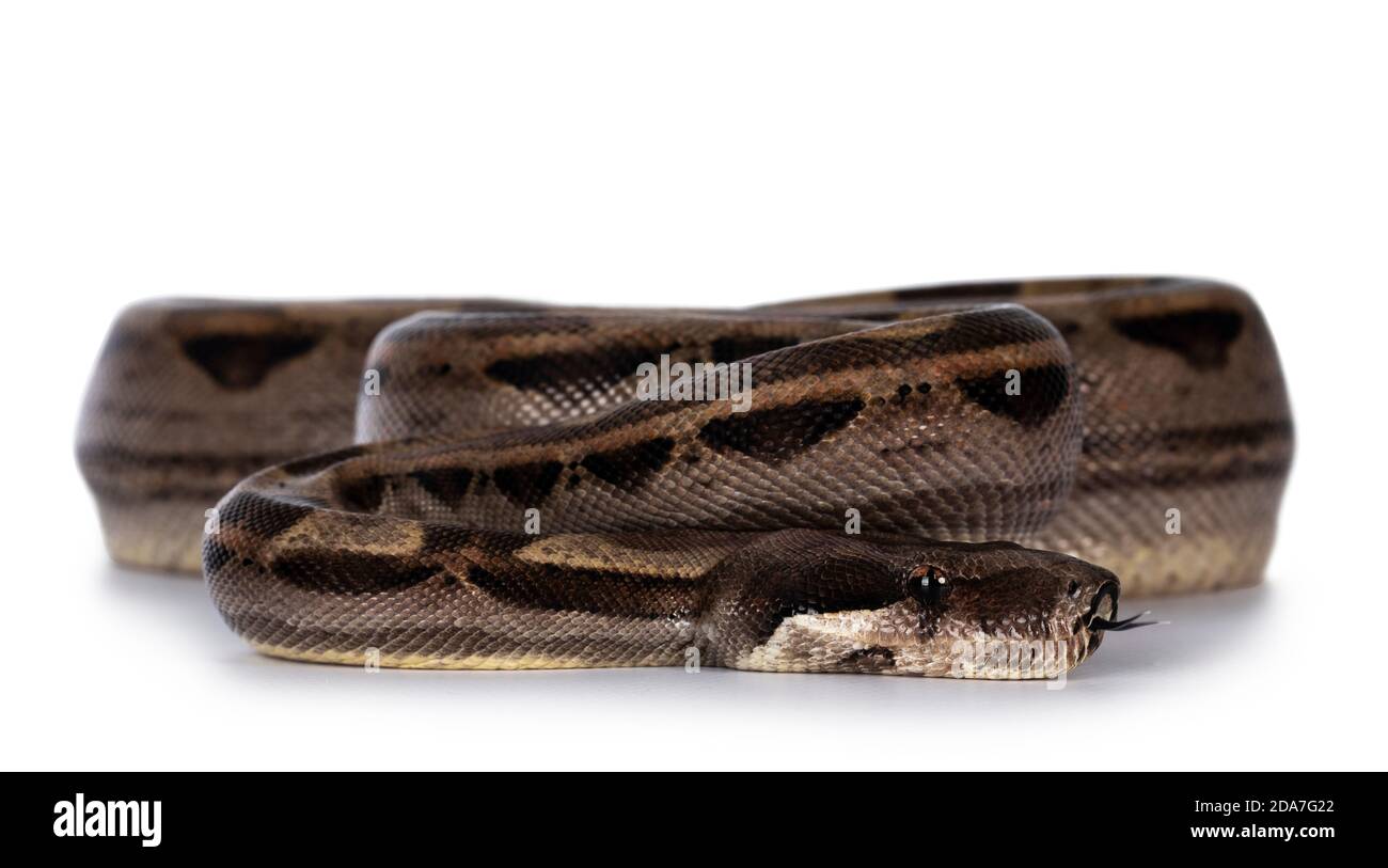 Front view of beautiful brown Boa constrictor aka Boa imperator snake ...