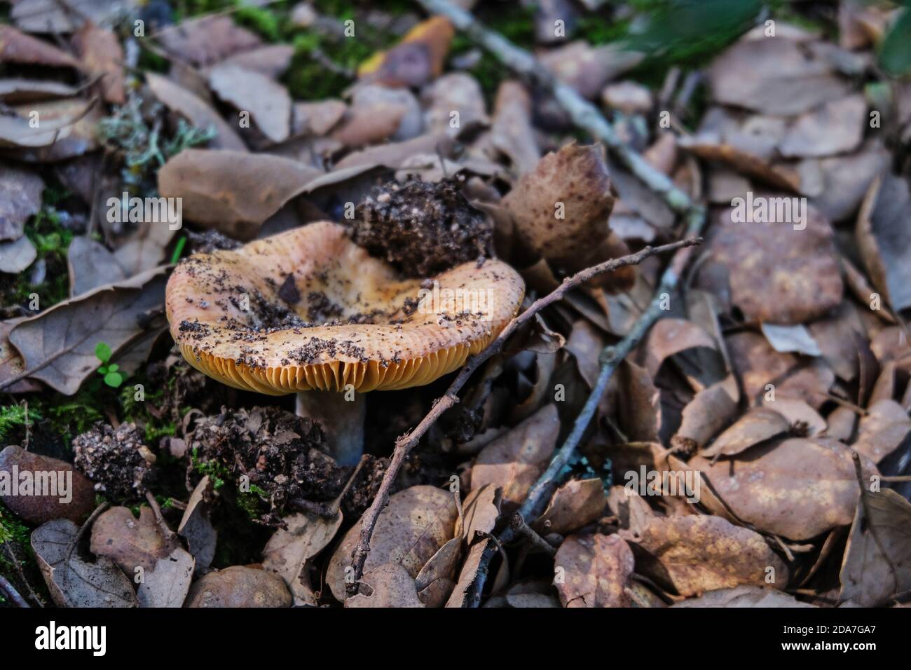 Saffron milk cap mushroom hi-res stock photography and images - Alamy