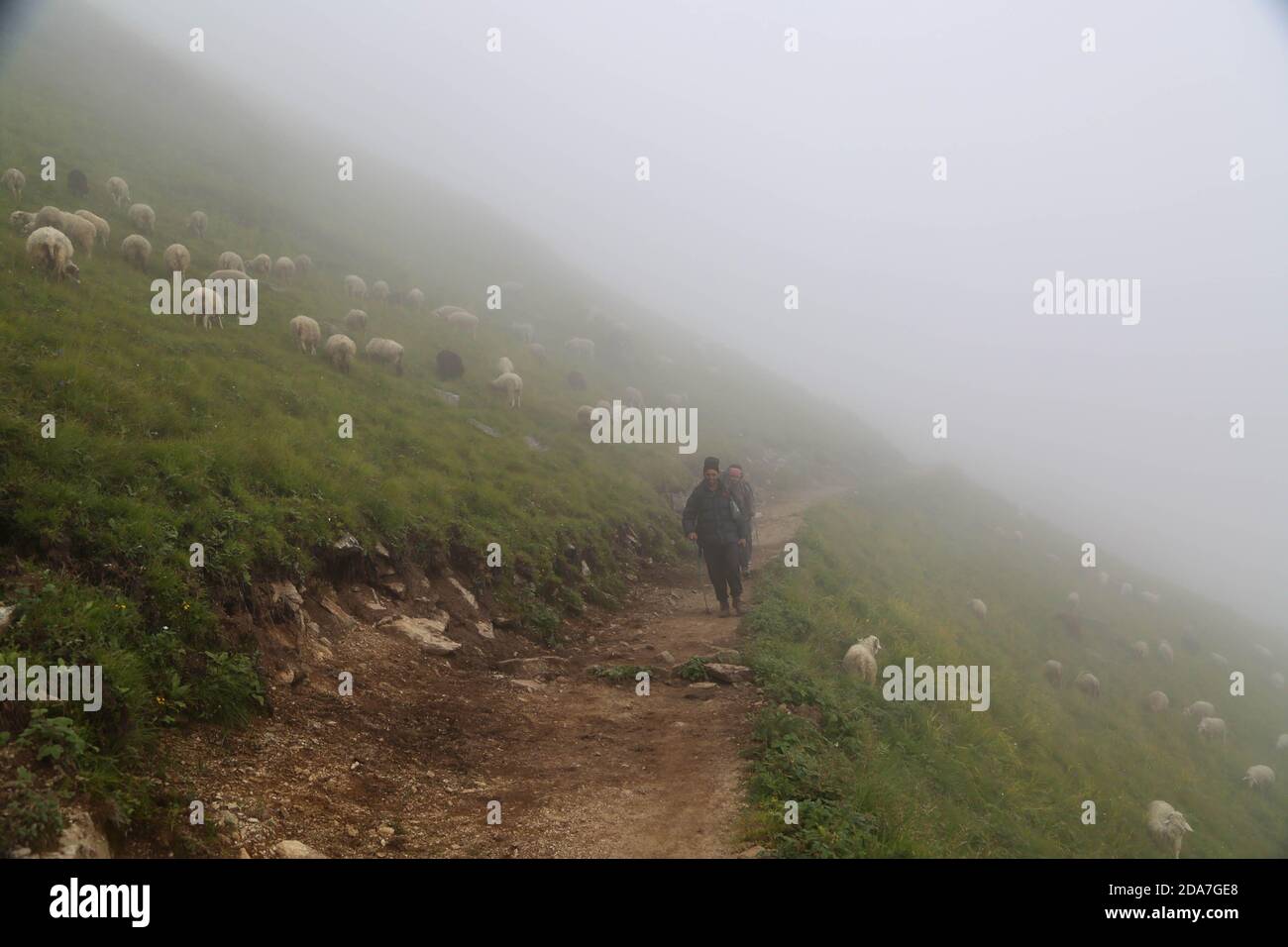 Chamoli, Uttarakhand, india, August 26 2014, Himalayan Shepherd with ...