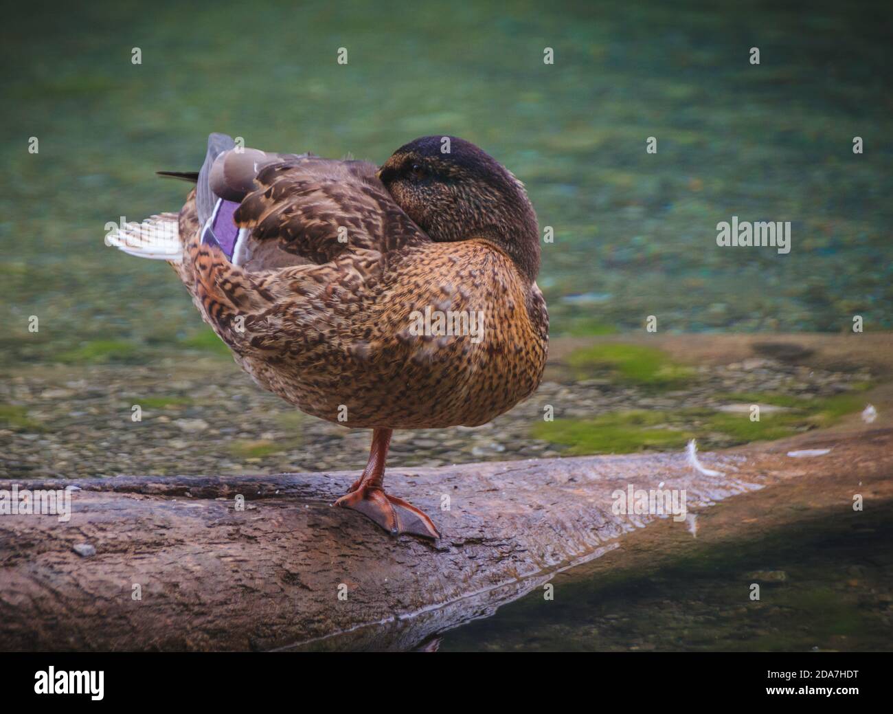 Vogel schweiz hi-res stock photography and images - Alamy