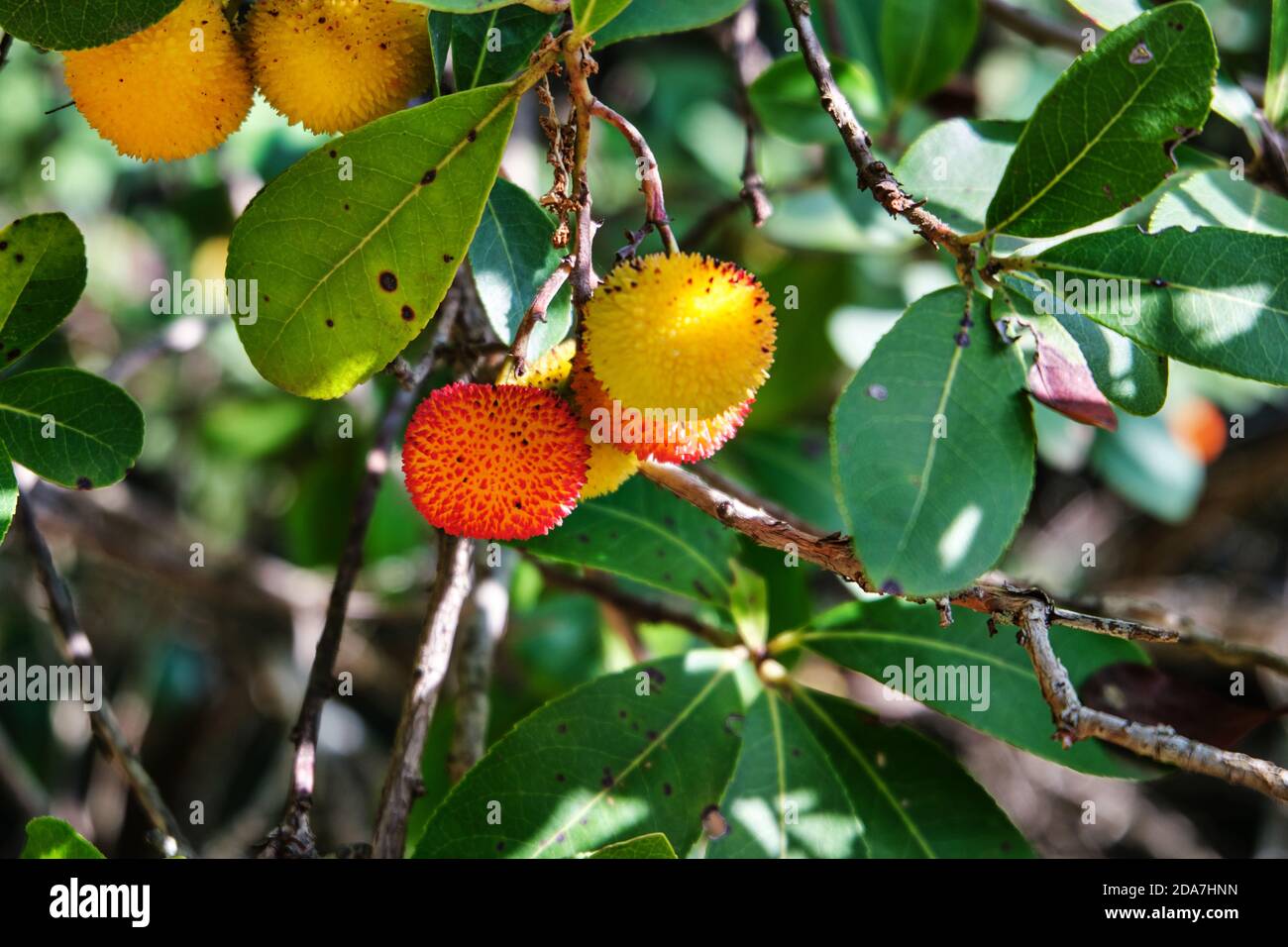 Closeup of Arbutus Unedo, strawberry tree's fruits in Sardinia forest ...