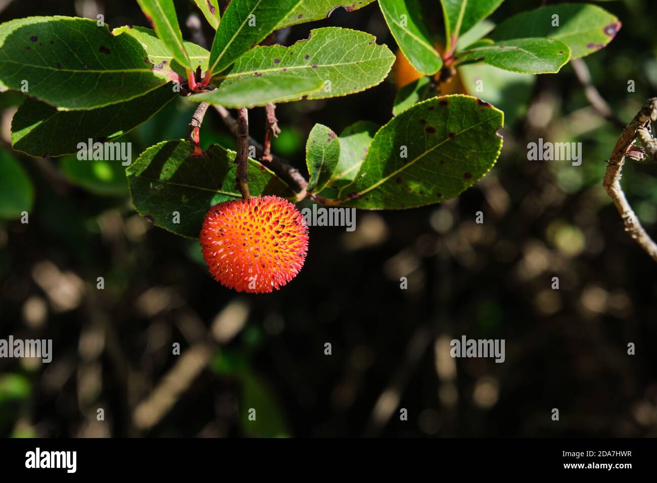 Strawberry Trees Arbutus Unedo High Resolution Stock Photography and ...