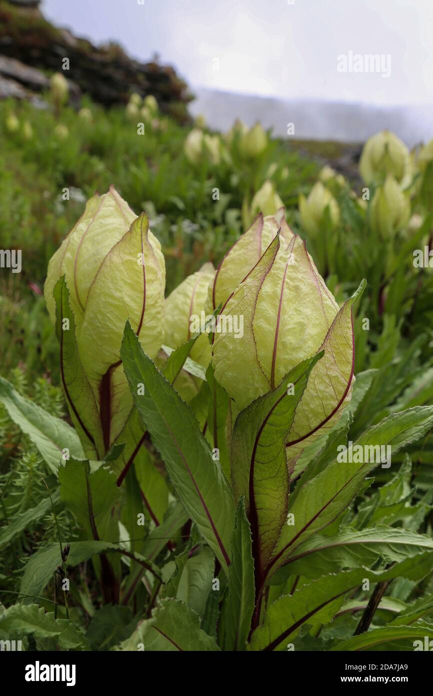 Brahma kamal in himalayas of india hi-res stock photography and images ...