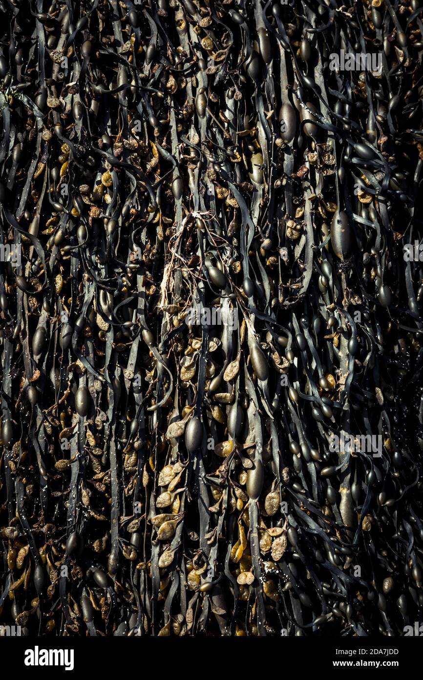 Species of seaweed hi-res stock photography and images - Alamy