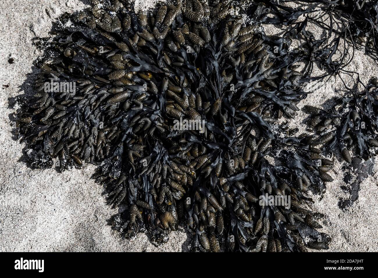 Species of seaweed hi-res stock photography and images - Alamy