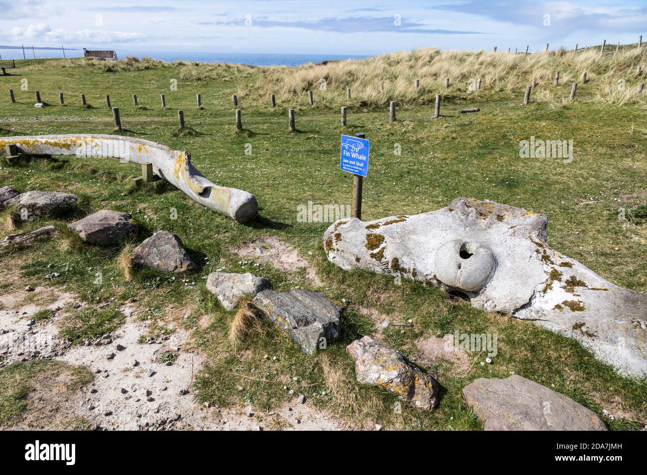Jaw and skull bones of a Fin Whale stranded on Raffin Beach in 2007 ...