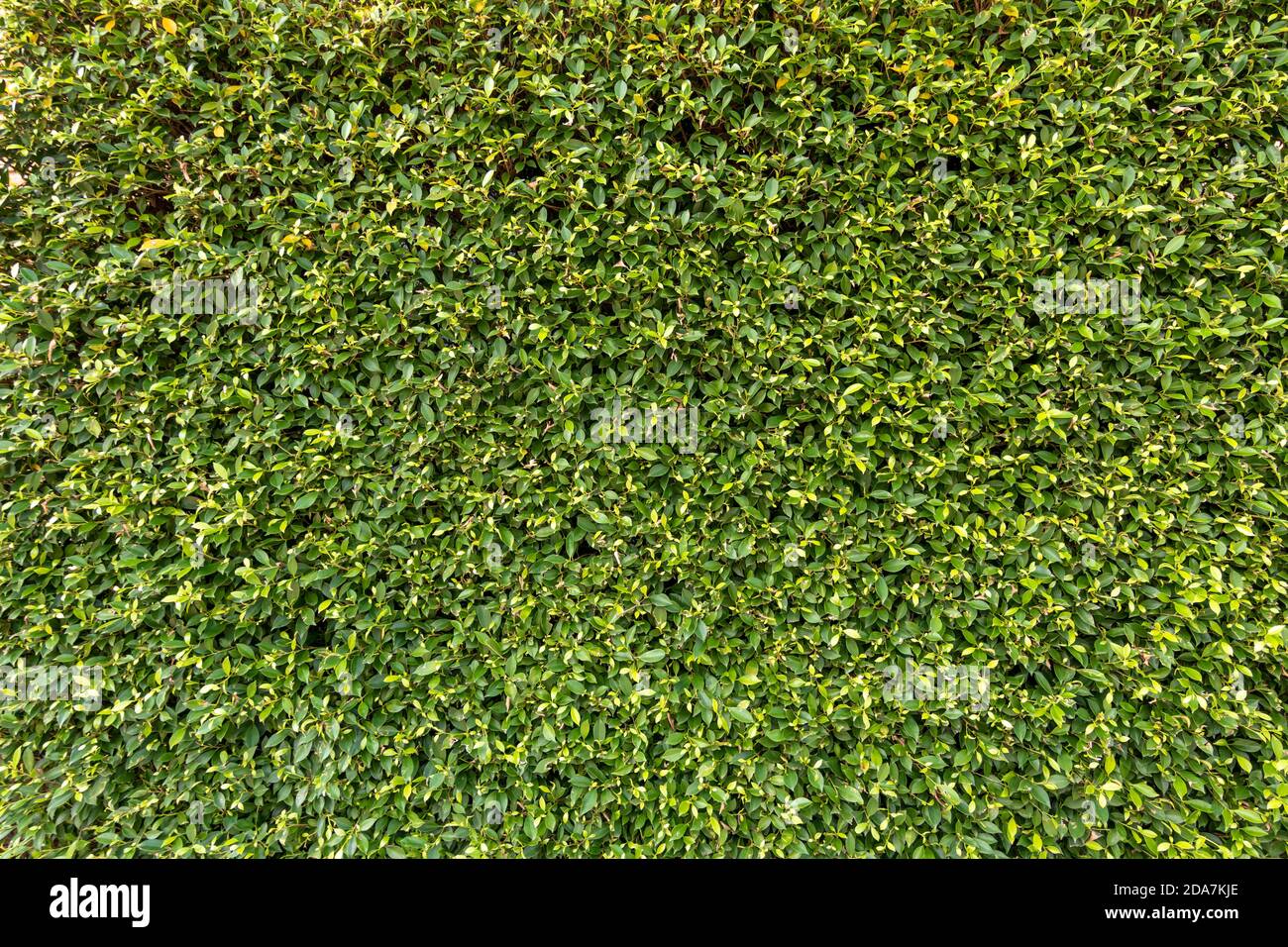 Green leaf square frame. Green leaves background or the texture of the ...