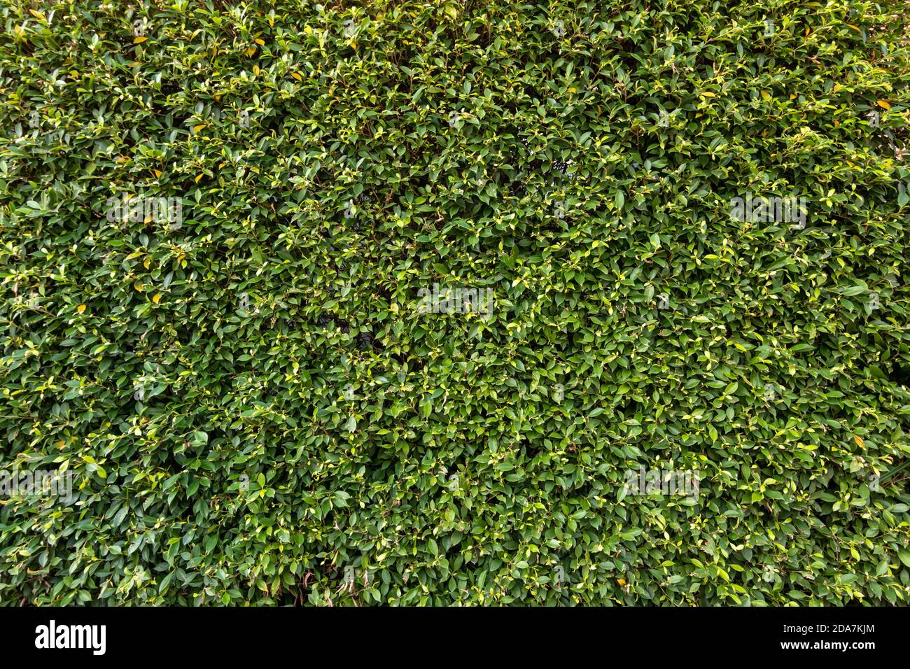 Green leaf square frame. Green leaves background or the texture of the ...