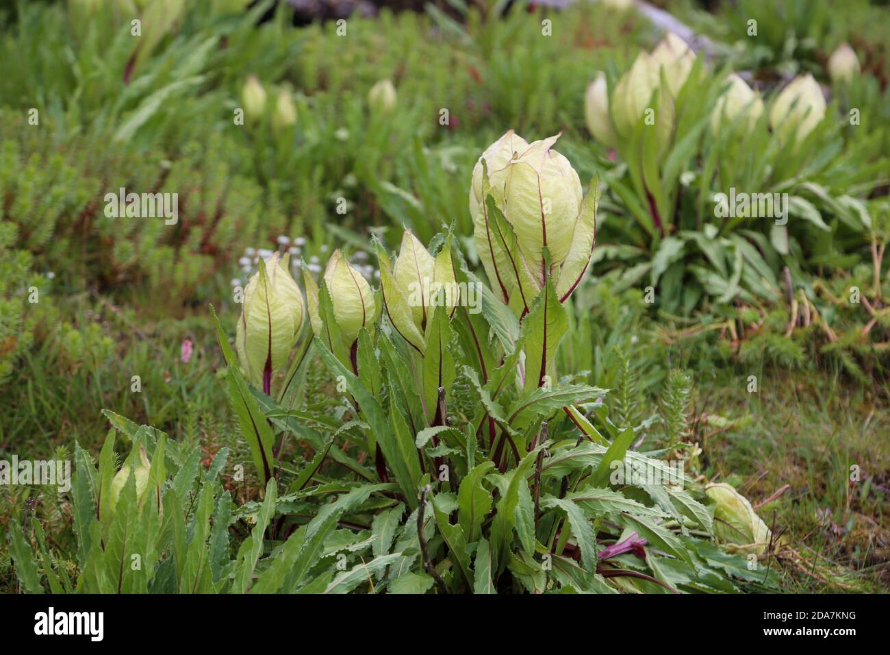 Flower of Himalayas Brahma Kamal scientific name Saussurea obvallata ...