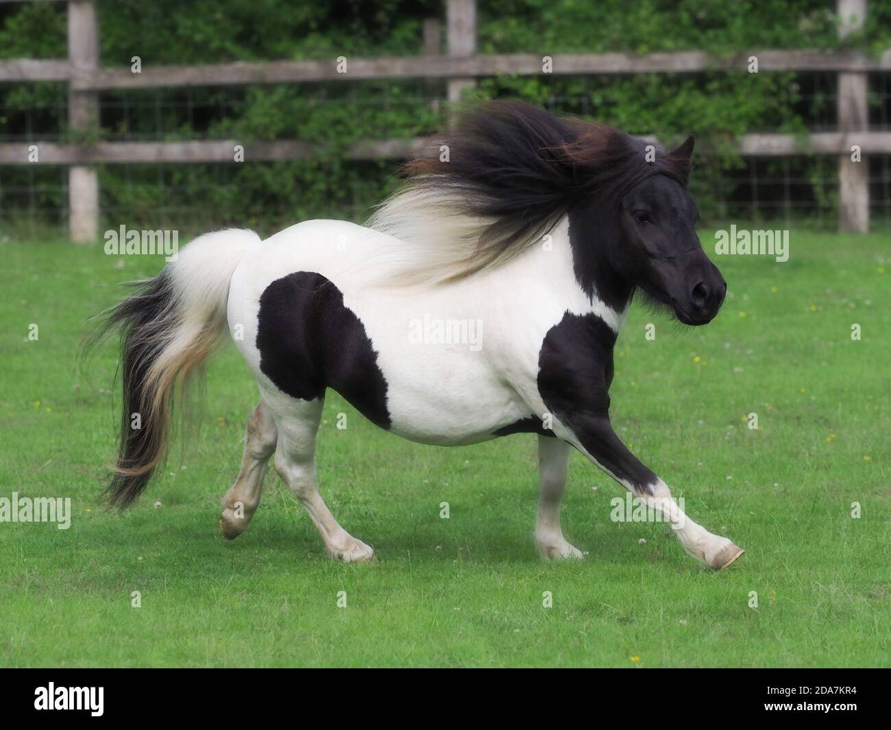 Dwarf Horses Running