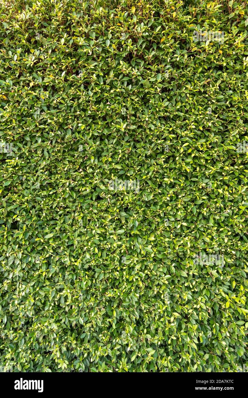 Green leaf square frame. Green leaves background or the natural walls ...