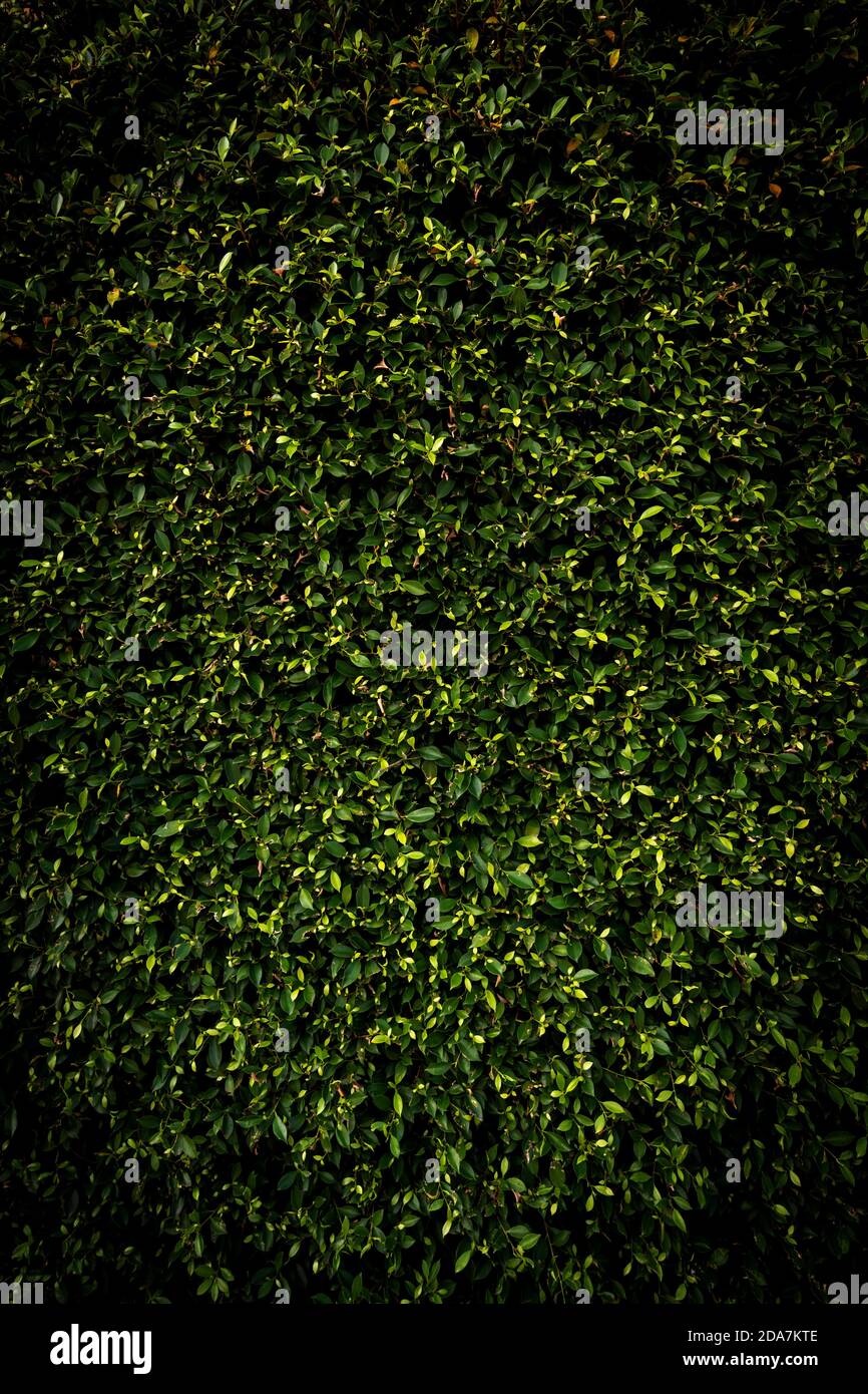 black leaf square frame. Green leaves background or the natural dark ...