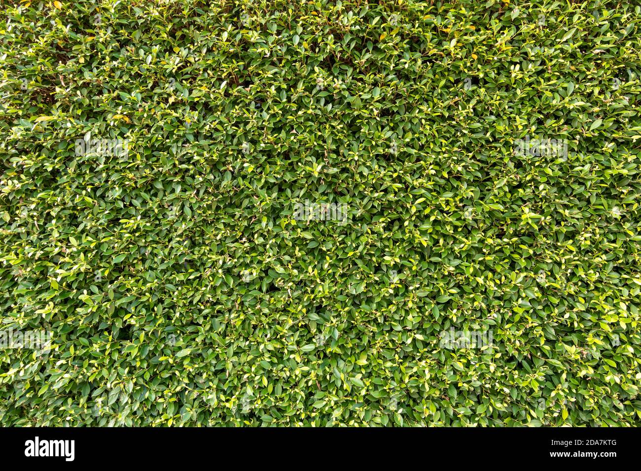 Green leaf square frame. Green leaves background or the natural walls ...