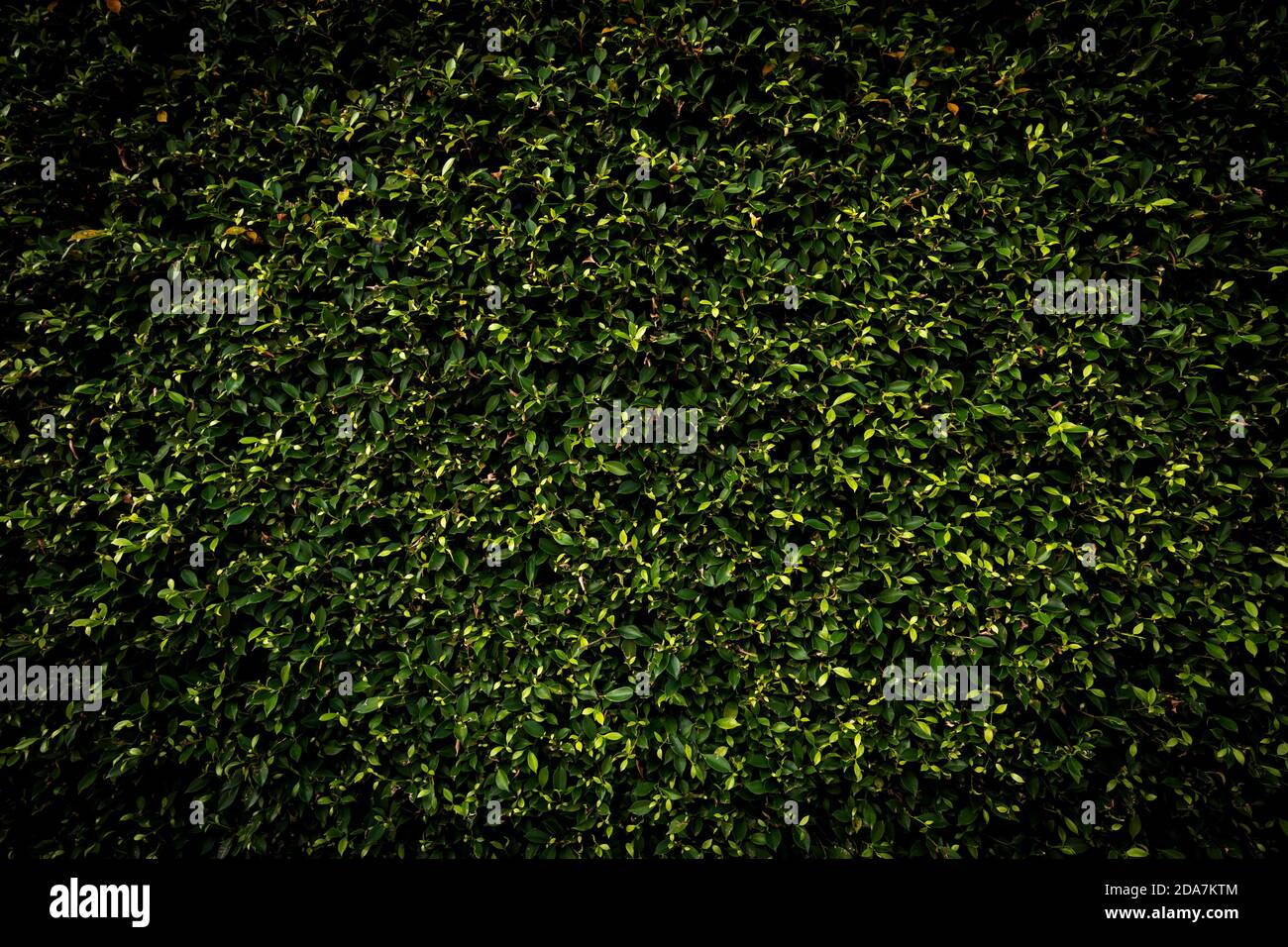 black leaf square frame. Green leaves background or the natural dark ...