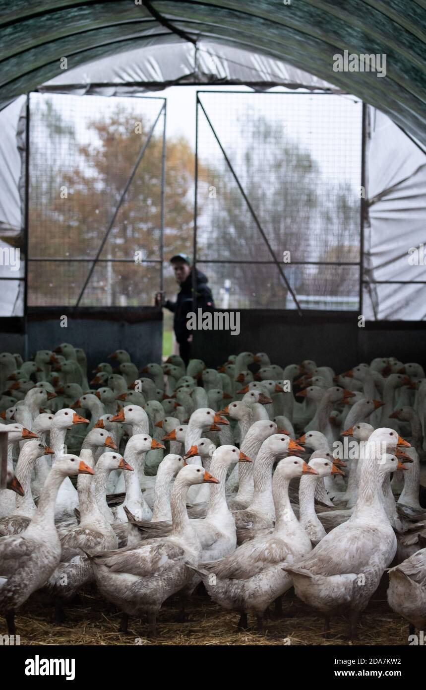 Bevern, Germany. 10th Nov, 2020. Ben Hachmann closes the door of the ...