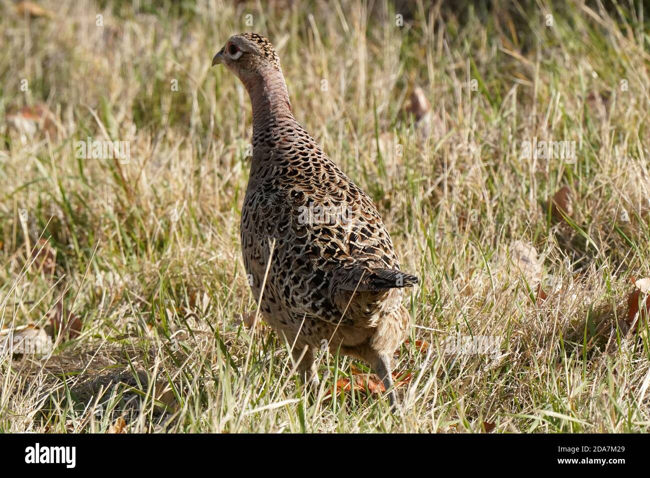 Female Ring necked pheasant Stock Photo - Alamy