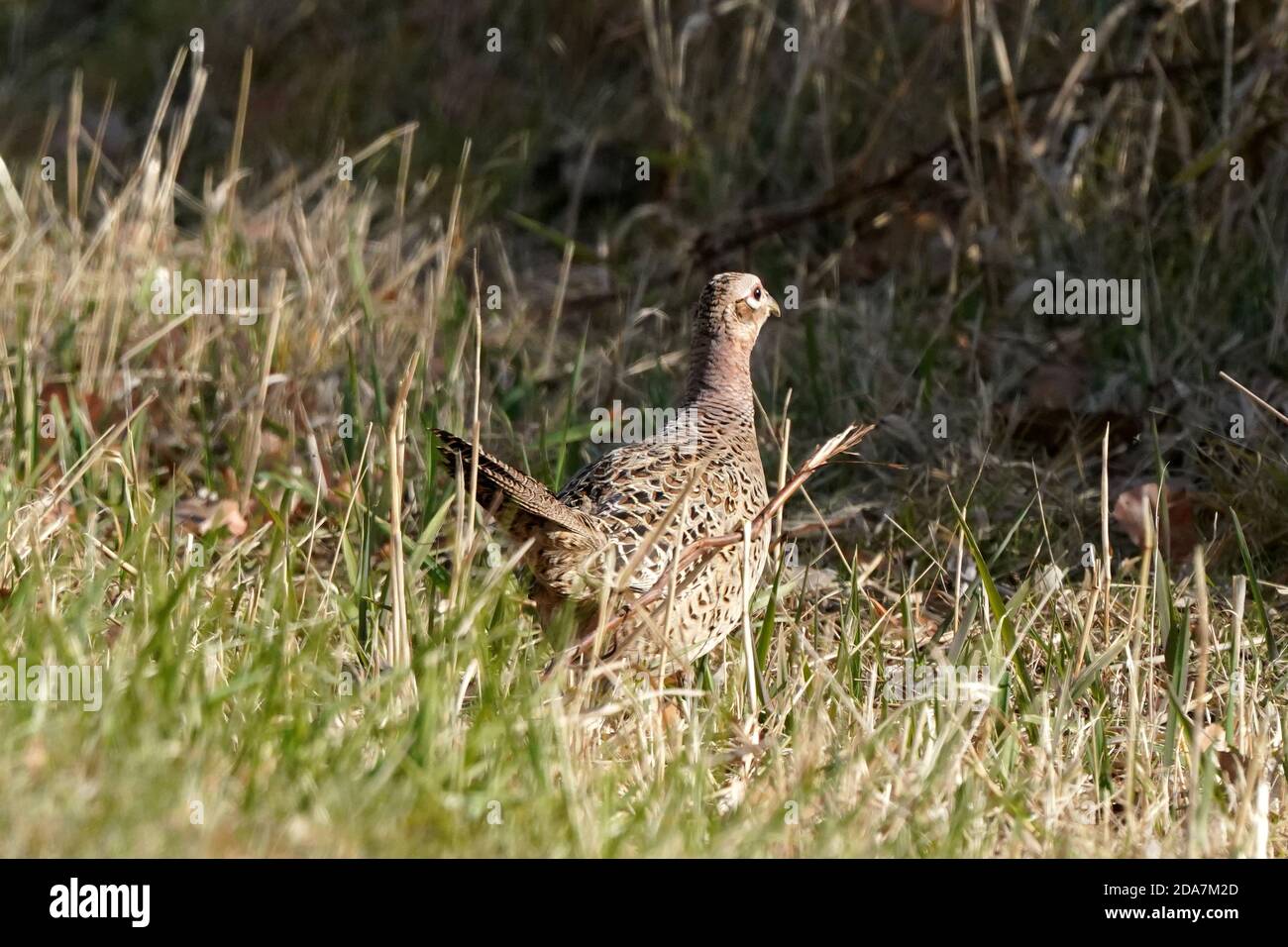 Female Ring necked pheasant Stock Photo - Alamy