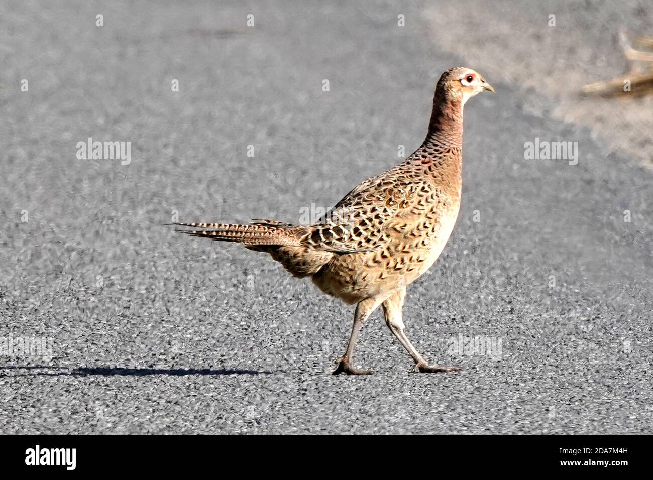Female Ring necked pheasant Stock Photo - Alamy
