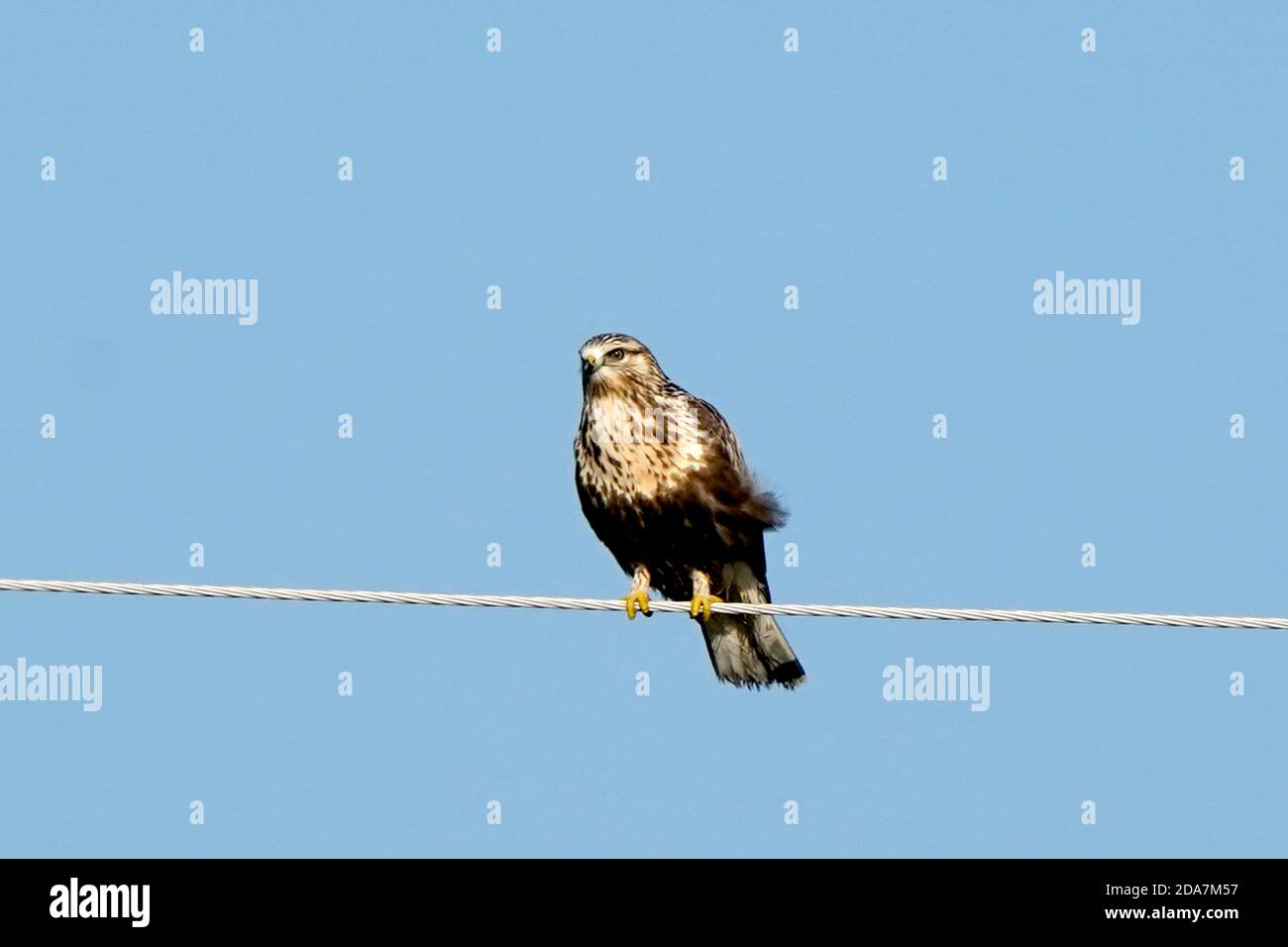 Rough legged hawk juvenile Stock Photo - Alamy