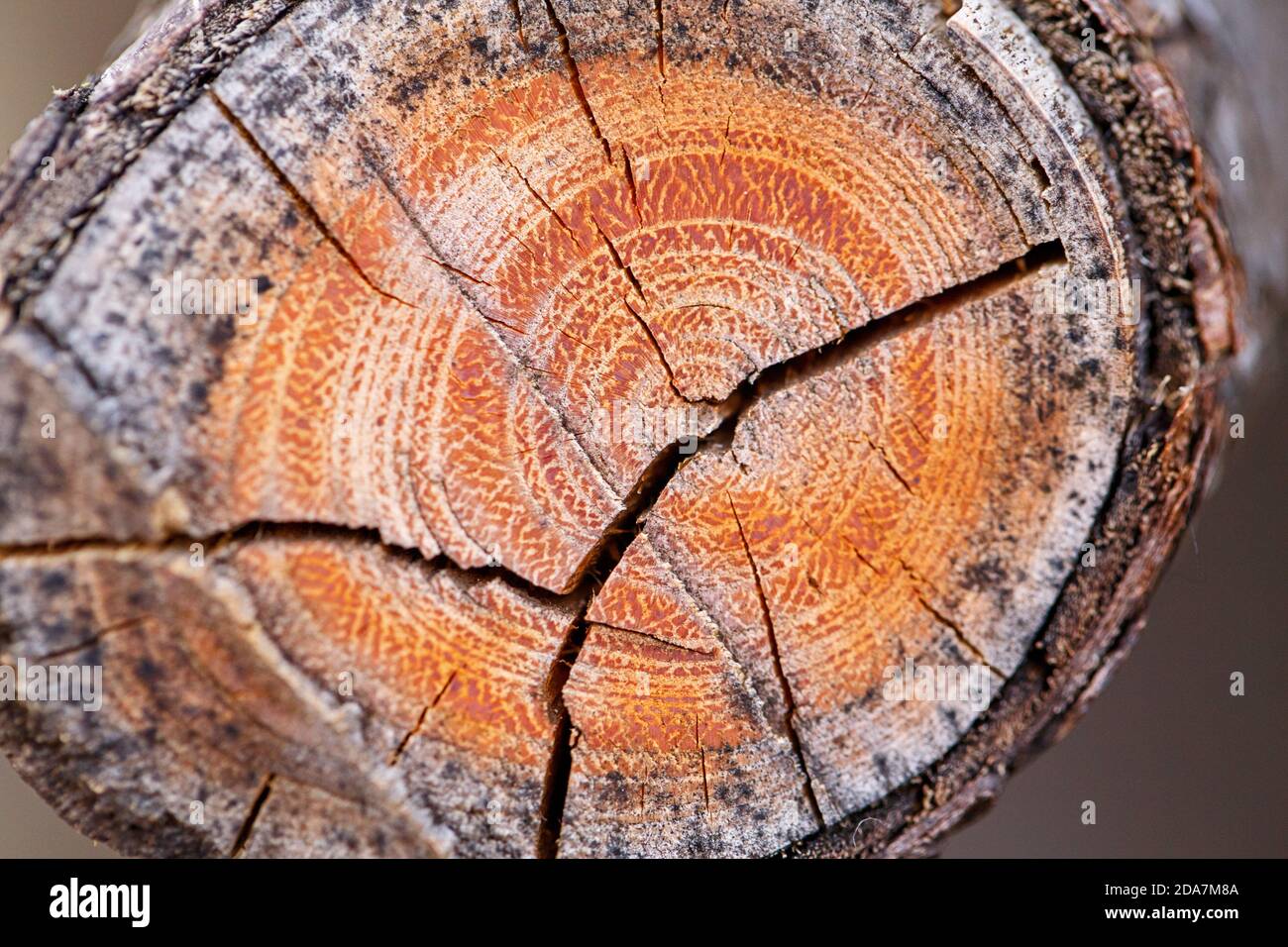 Natural wooden texture background. Closeup macro cut off of old aged ...