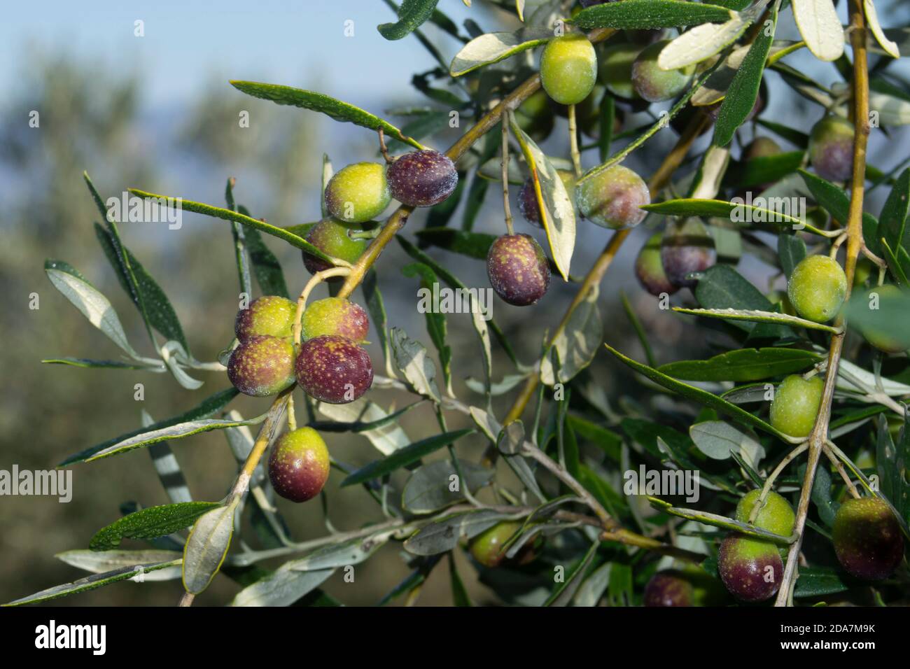 ripe olives ready for harvesting and pressing on the branches of a tree ...
