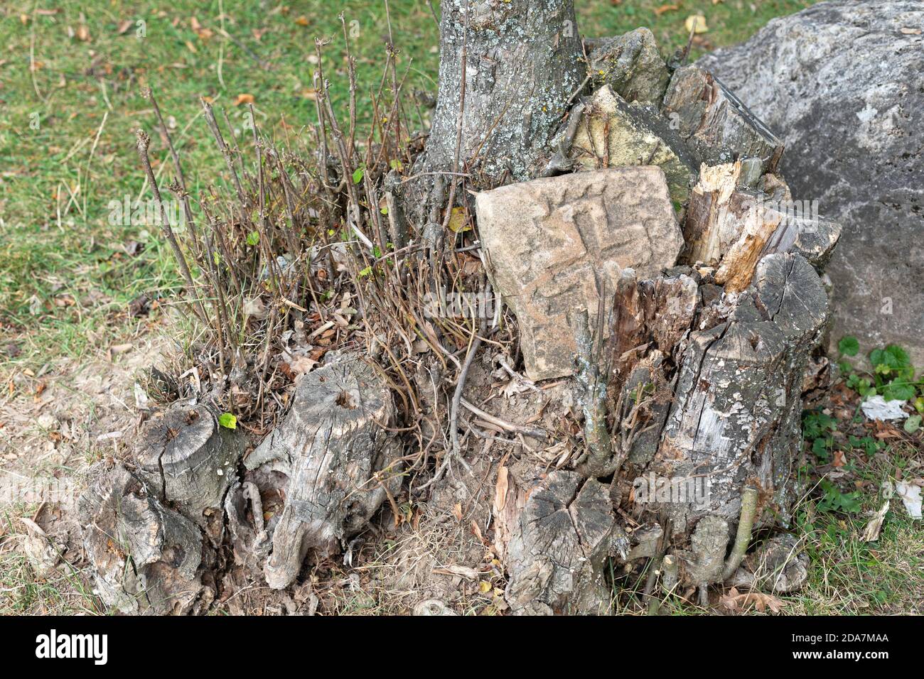 Old Stone With Cross Hidden in Tree Stump Stock Photo - Alamy