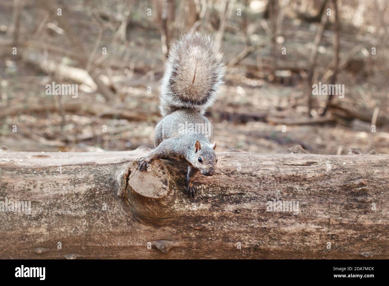 Grey fluffy tail hi-res stock photography and images - Alamy