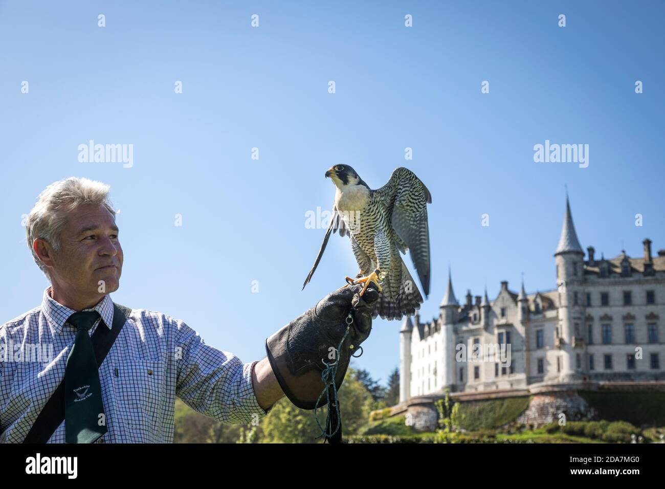 Falconer with a Peregrine Falcon (Falco peregrinus) on his gloved hand ...